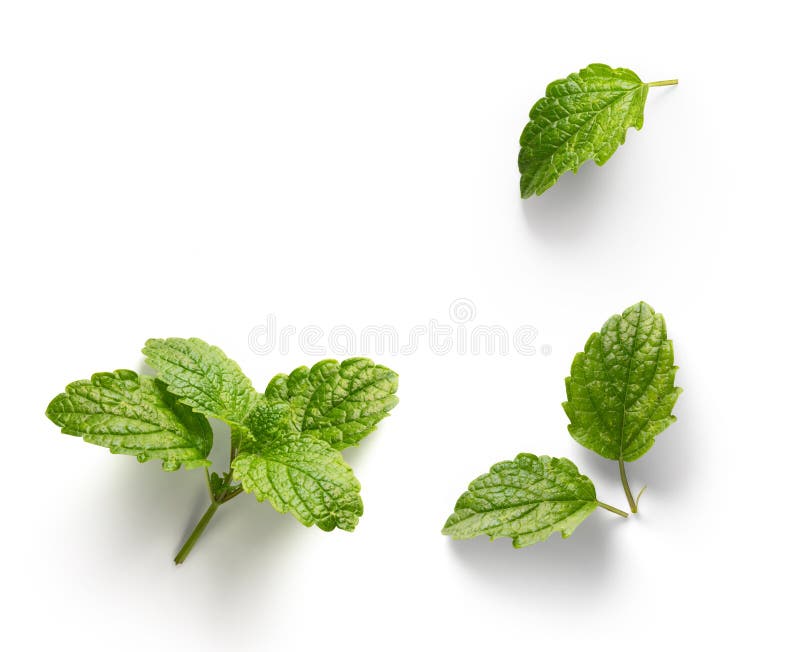 Fresh Mint Leaves with Real Transparent Shadow Isolated on Transparent ...