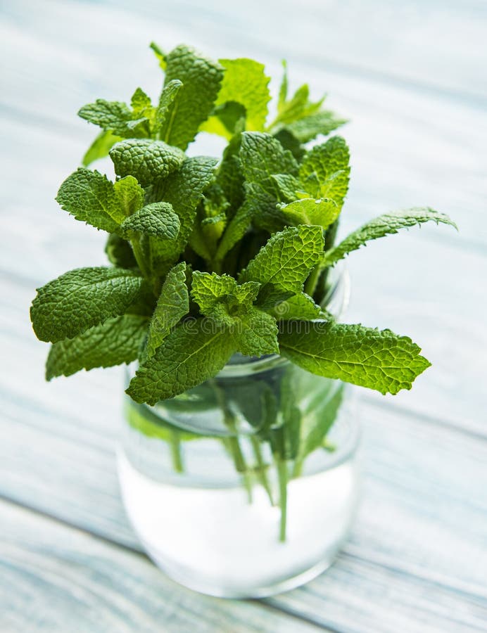 Fresh mint leaves stock image. Image of garden, freshness - 209358305