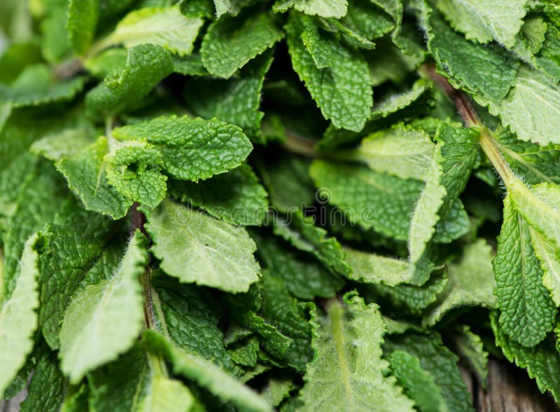 Fresh Mint Leaves stock photo. Image of herb, healthy - 38896552