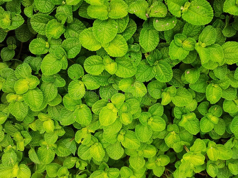 Fresh Mint Leaves Texture Background Stock Image - Image of herb, fuzzy ...