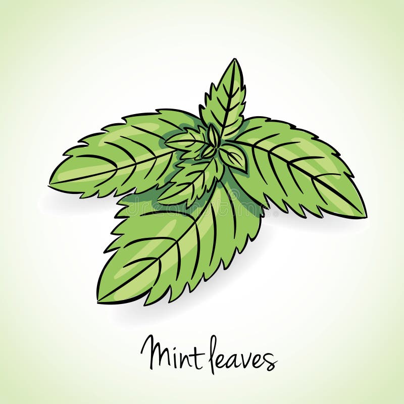 Fresh mint leaves, vector stock illustration. Illustration of drawing ...