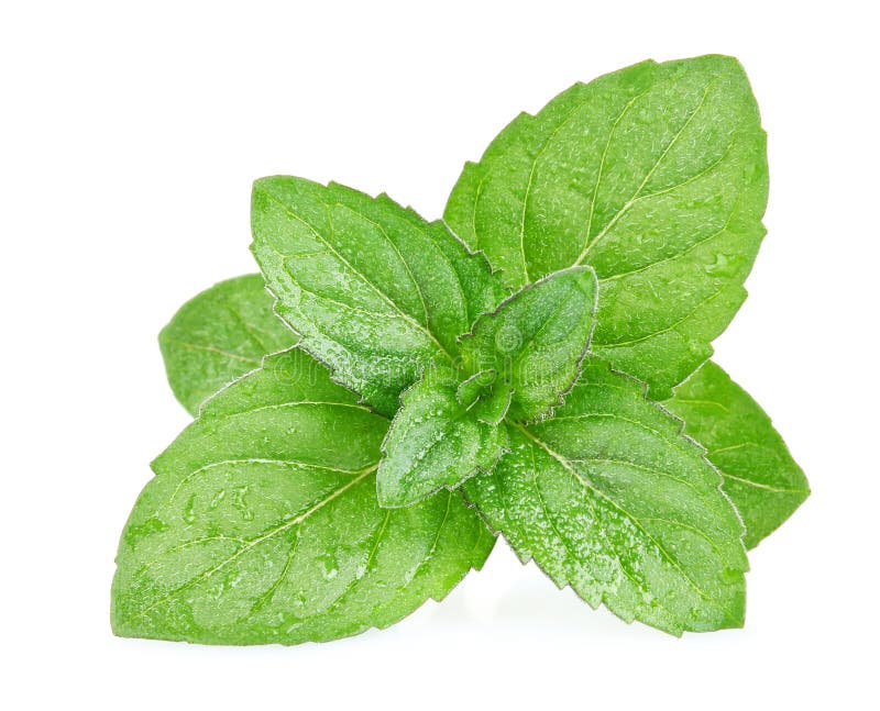 Fresh mint leaves stock image. Image of mint, food, close - 14273221