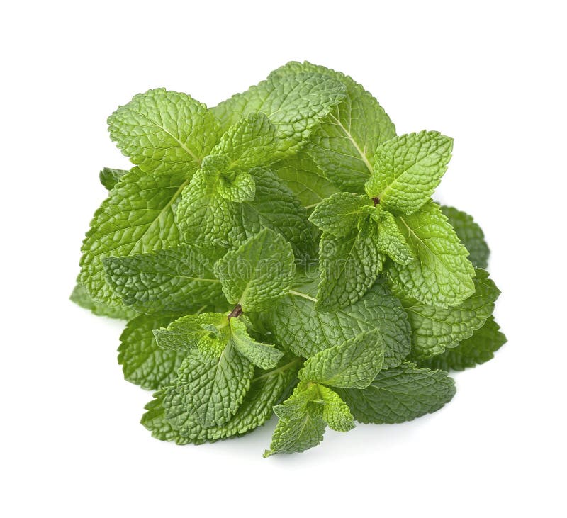 Fresh mint leaves stock image. Image of gardening, fragrant - 346434719