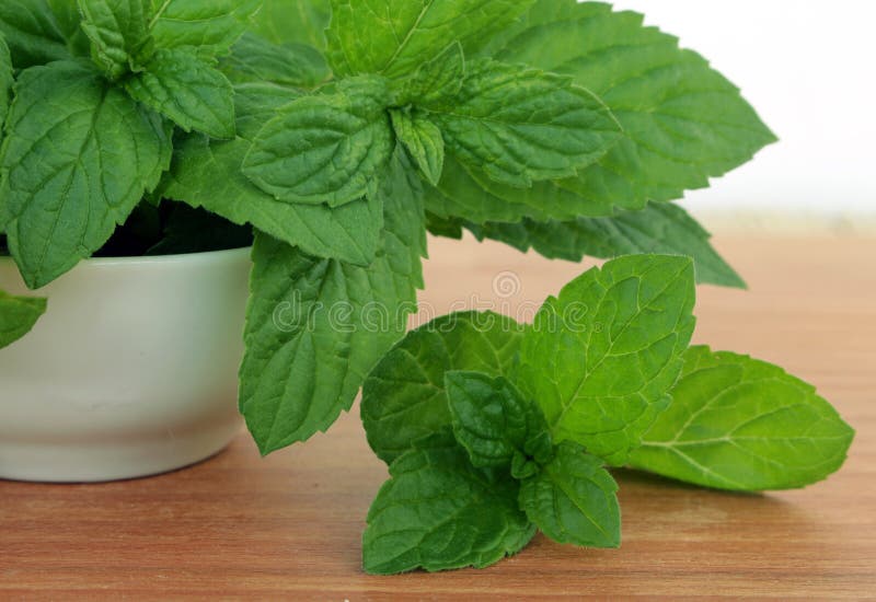 A Bundle of Mint in a Porcelain Dish Stock Photo - Image of seasoning ...