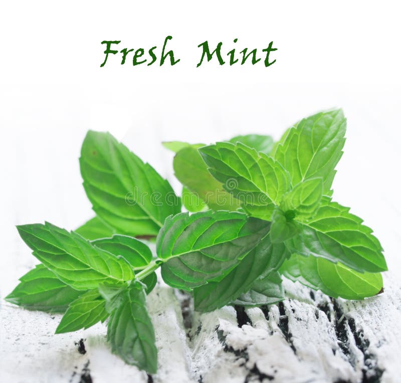 Fresh mint stock photo. Image of mint, space, meal, floral - 35234140