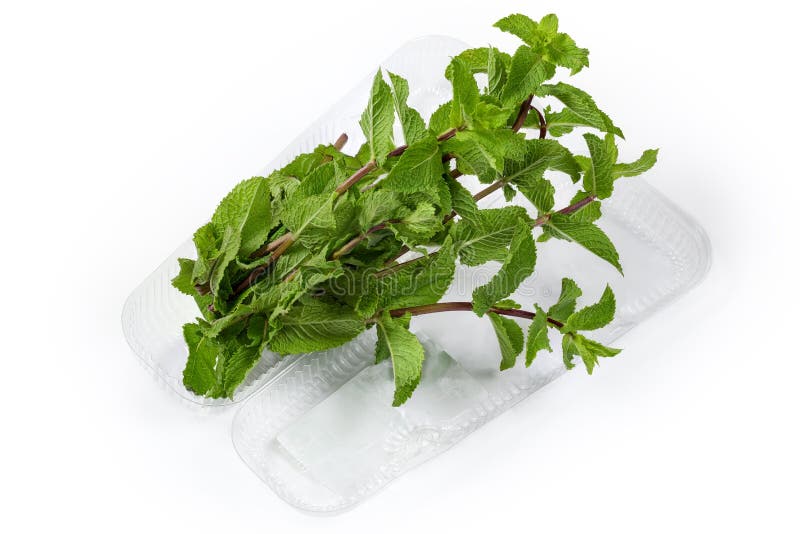 Fresh Mint in Open Small Plastic Container on White Background Stock ...