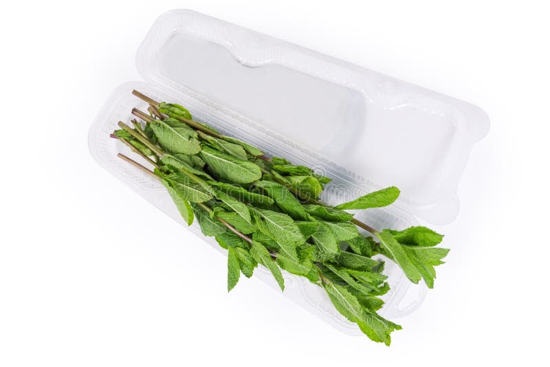 Fresh Mint in Open Small Plastic Container on White Background Stock ...