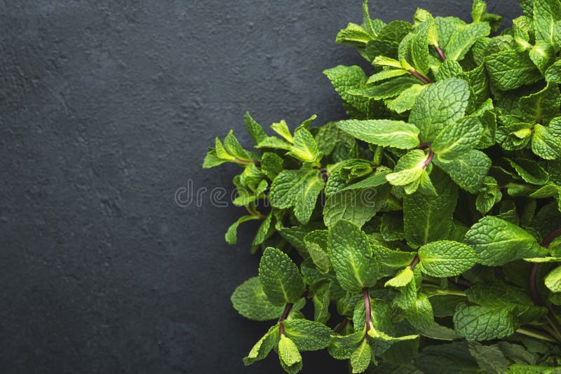 Fresh Mint or Peppermint on Dark Background. Medicinal Plant, Close-up ...