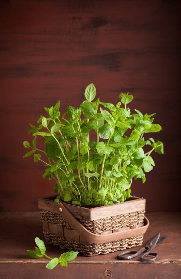 Fresh Mint Peppermint Herb in a Pot Stock Photo - Image of rustic ...