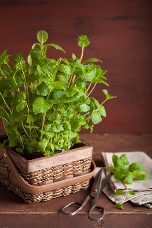 Fresh Mint Peppermint Herb in a Pot Stock Photo - Image of aromatic ...