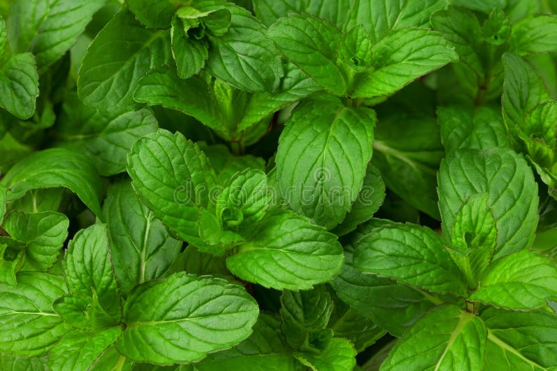 Fresh Mint Plant Isolated on White Background. Top View Stock Photo ...