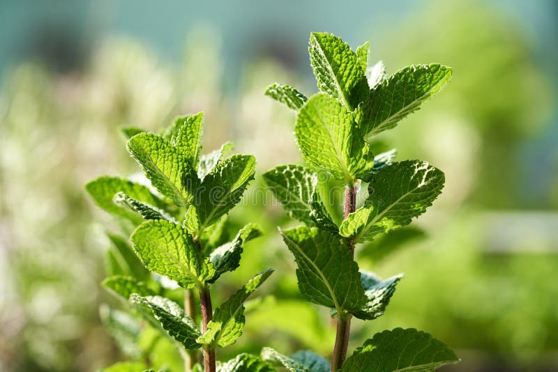 Fresh Mint Plant Growing Outdoors, Close Up Stock Photo - Image of ...