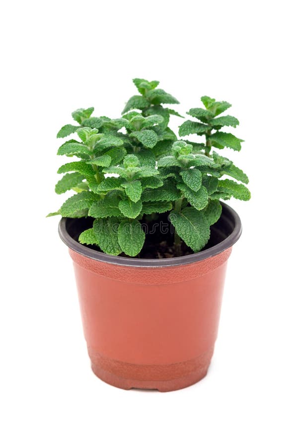 Fresh Mint Plant Growing in a Pot, Apple Mint, Isolated on White Stock ...