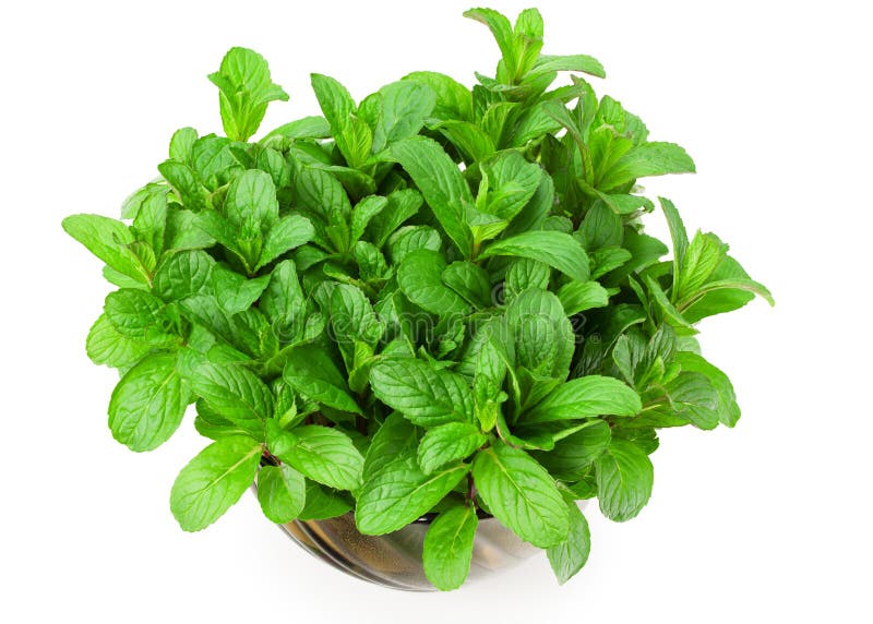 Fresh Mint Plant in a Pot Isolated on White Background. Top View Stock ...
