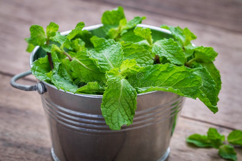 Fresh Mint in Small Metal Bucket Stock Photo - Image of herb, healthy ...