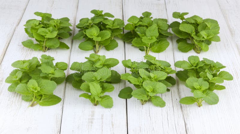 A Fresh Mint Sprig is Depicted on a White Background in this Simple yet ...