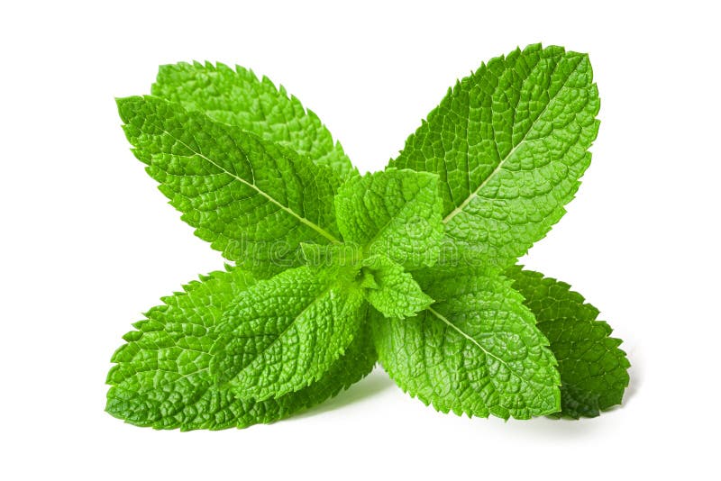 Mint Sprig stock image. Image of colour, leaves, isolation - 25218615