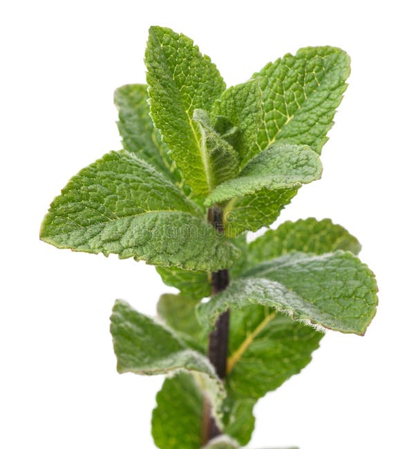 Fresh mint sprig stock image. Image of sprig, fresh - 371878581
