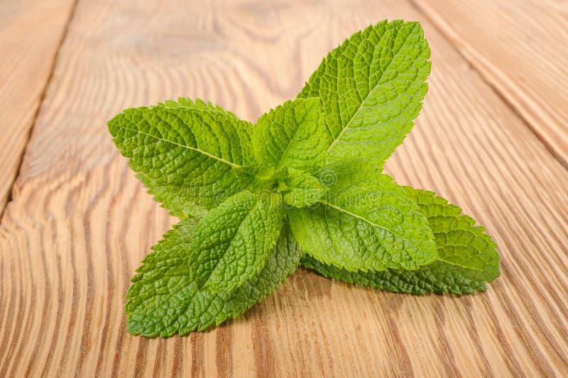 Mint sprig stock photo. Image of menthol, cookery, garden - 25161638