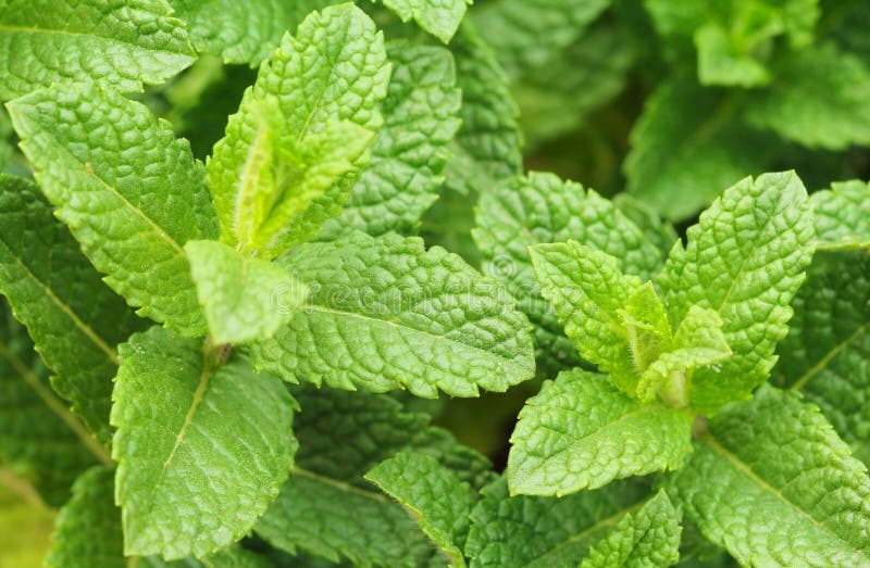 Fresh mint sprigs stock image. Image of homegrown, freshness - 40630021