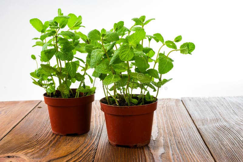 Fresh Mint on the Table in Pots Stock Image - Image of medicine, garden ...