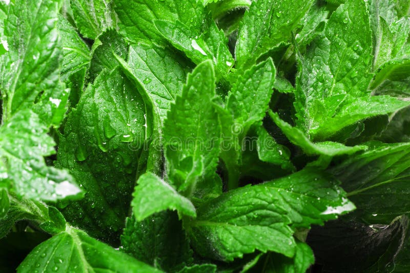 Fresh mint texture stock photo. Image of bunch, green - 57146628