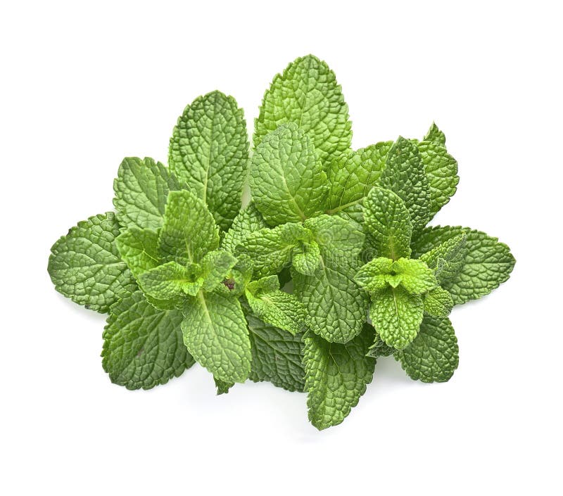 Fresh mint stock image. Image of garden, ingredient - 370843969