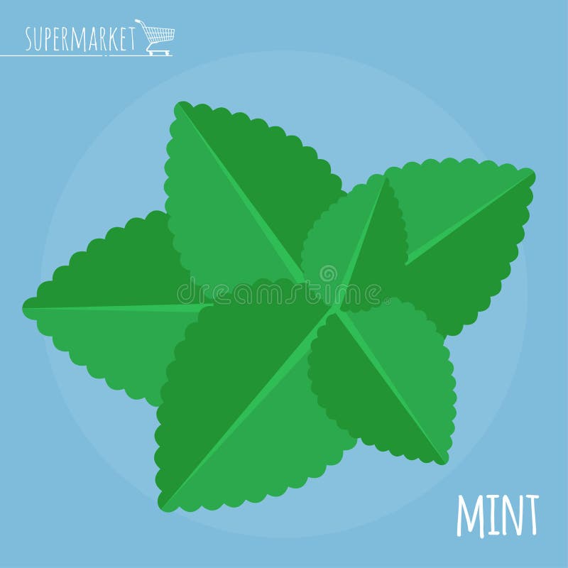 Fresh mint vector icon. stock vector. Illustration of herb - 96754360