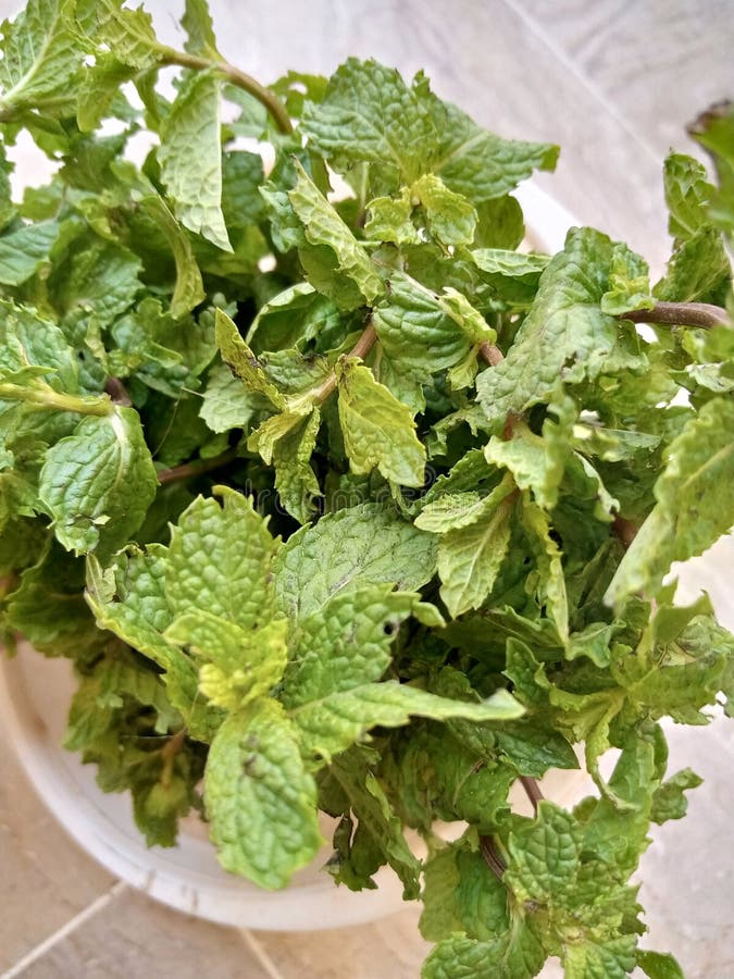 Fresh Mint Vegetable in Feild Stock Image - Image of feil, mint: 182001059