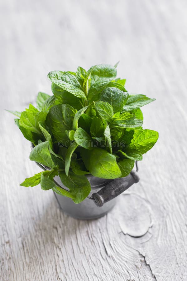 Fresh Mint in Vintage Bucket Stock Photo - Image of kitchen, healthy ...
