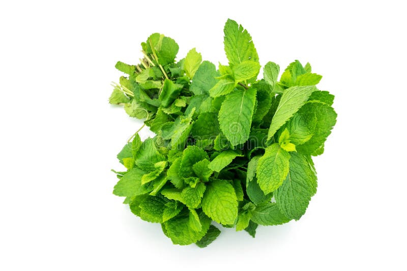 Fresh Mint on White Background Stock Photo - Image of food, mint: 99613308