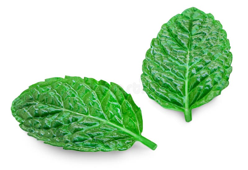 Fresh Mint on White Background. Mint Leaves Isolated Stock Image ...