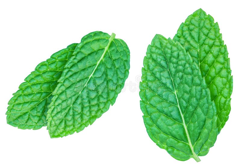 Fresh Mint on White Background. Mint Leaves Isolated Stock Image ...