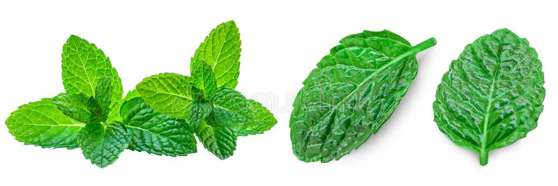 Fresh Mint on White Background. Mint Leaves Isolated Stock Photo ...
