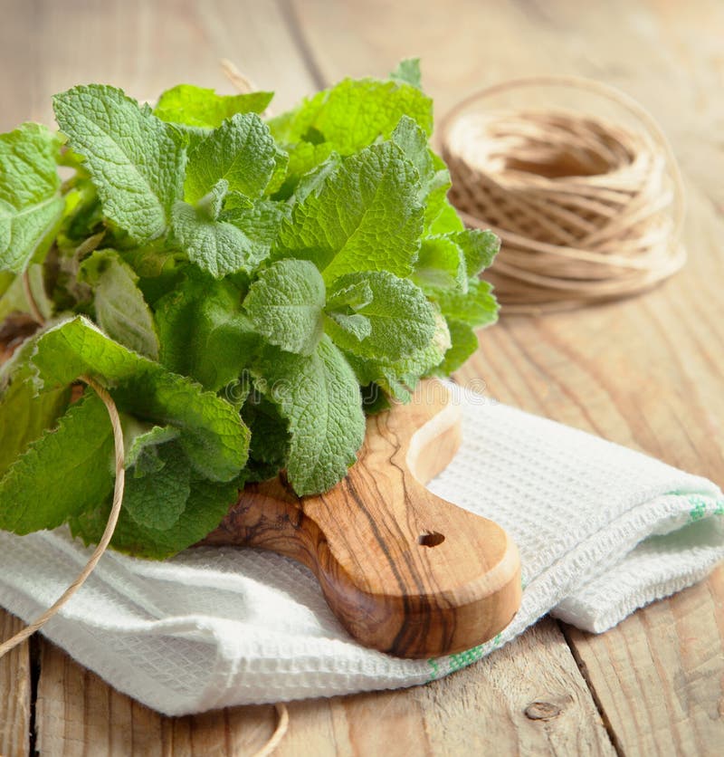 Fresh mint stock image. Image of natural, board, menthol - 31529849