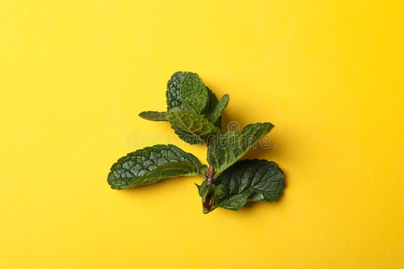 Fresh Mint on Yellow Background Stock Image - Image of gardening, plant ...