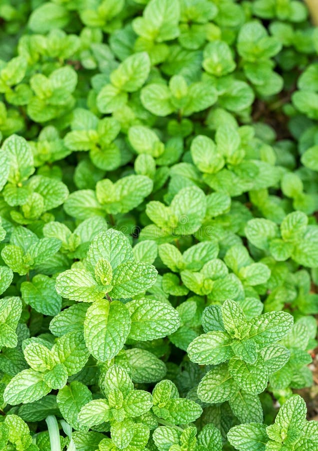 Fresh mints stock image. Image of herbal, closeup, menthol - 55257375