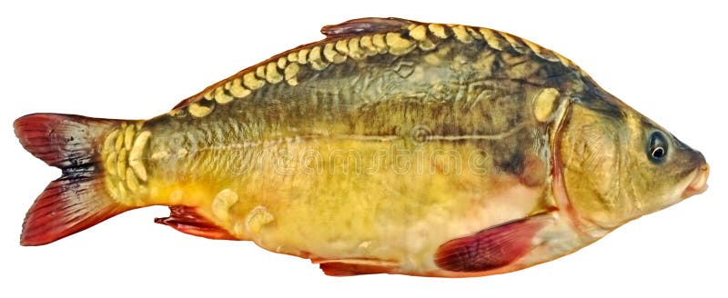 Fresh Mirror Carp Picture. Image: 8171248