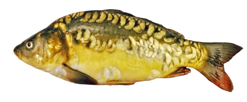 Fresh mirror carp stock image. Image of eyes, white, shiny - 8171257