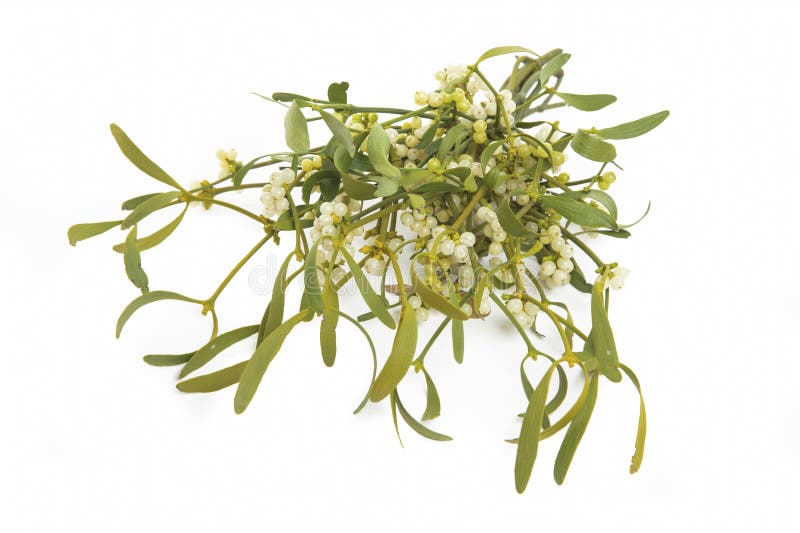 Mistletoe, Lying on a White Background Stock Image - Image of branched ...