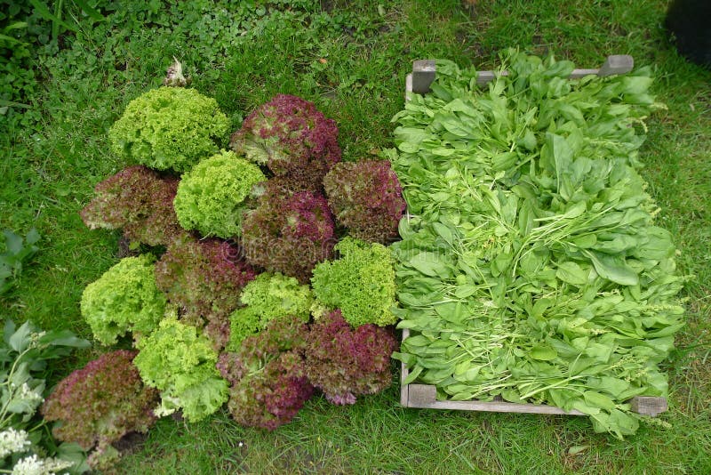Fresh mixed lettuce stock photo. Image of closeup, salad - 101465868