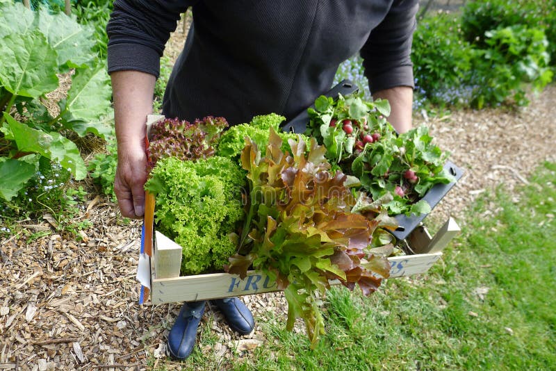 Fresh mixed lettuce stock image. Image of nature, plant - 101466511