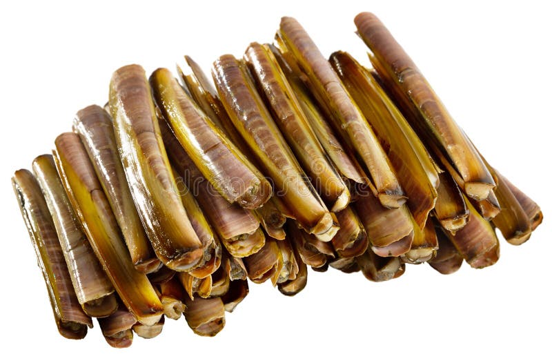 Fresh molluscs ensis stock photo. Image of dinner, luxury - 156935112