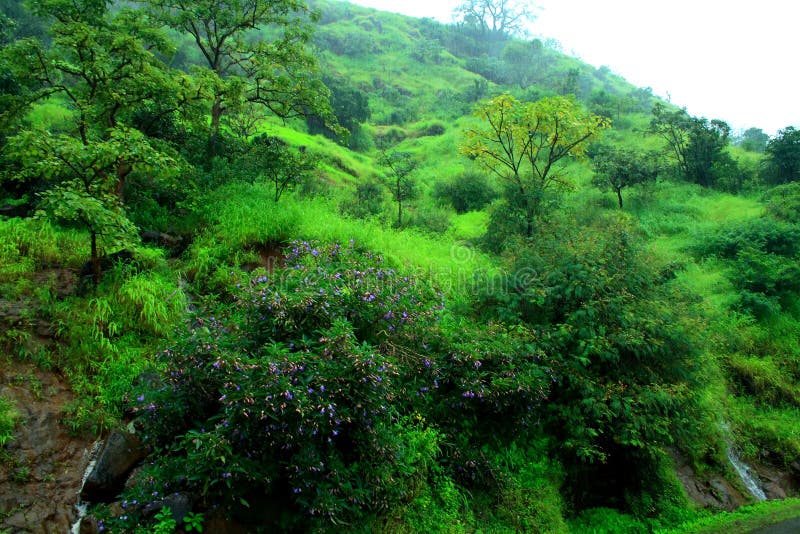 Fresh monsoon greenery stock photo. Image of natural, scene - 8248520