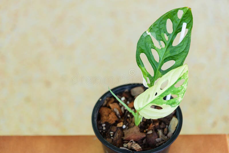 Monstera Adansonii Albo Variegated Giant Stock Photo - Image of fresh ... Monstera Adansonii Albo Variegated Giant Stock Photo - Image of fresh ...