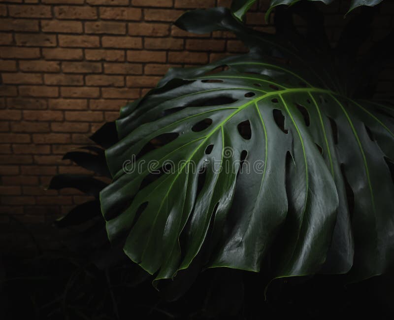Monstera Leaves Decorating for Composition Design.Tropical,botanical ...