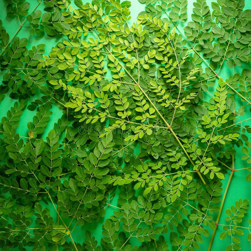 Fresh Moringa Green Leaves on Green Balckground Stock Photo - Image of ...