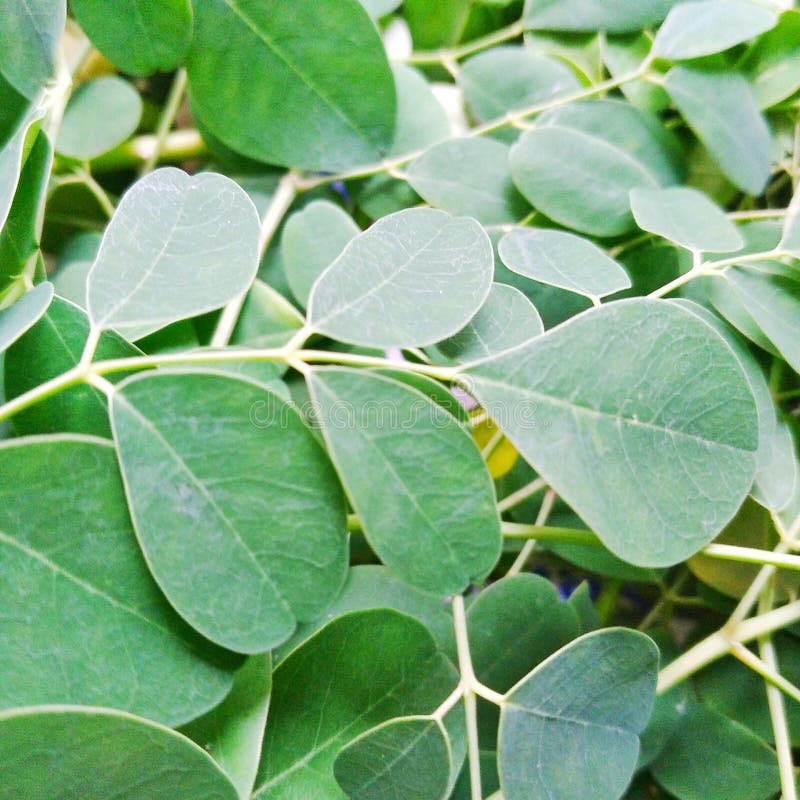 Fresh moringa leaves stock photo. Image of fresh, moringa - 209199636