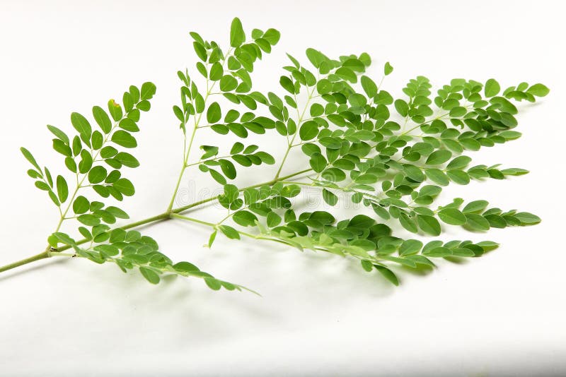 Murungai Tree Stock Photos - Free & Royalty-Free Stock Photos from ...