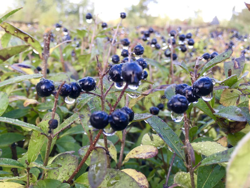 Fresh morning stock image. Image of berries, morning - 162765259